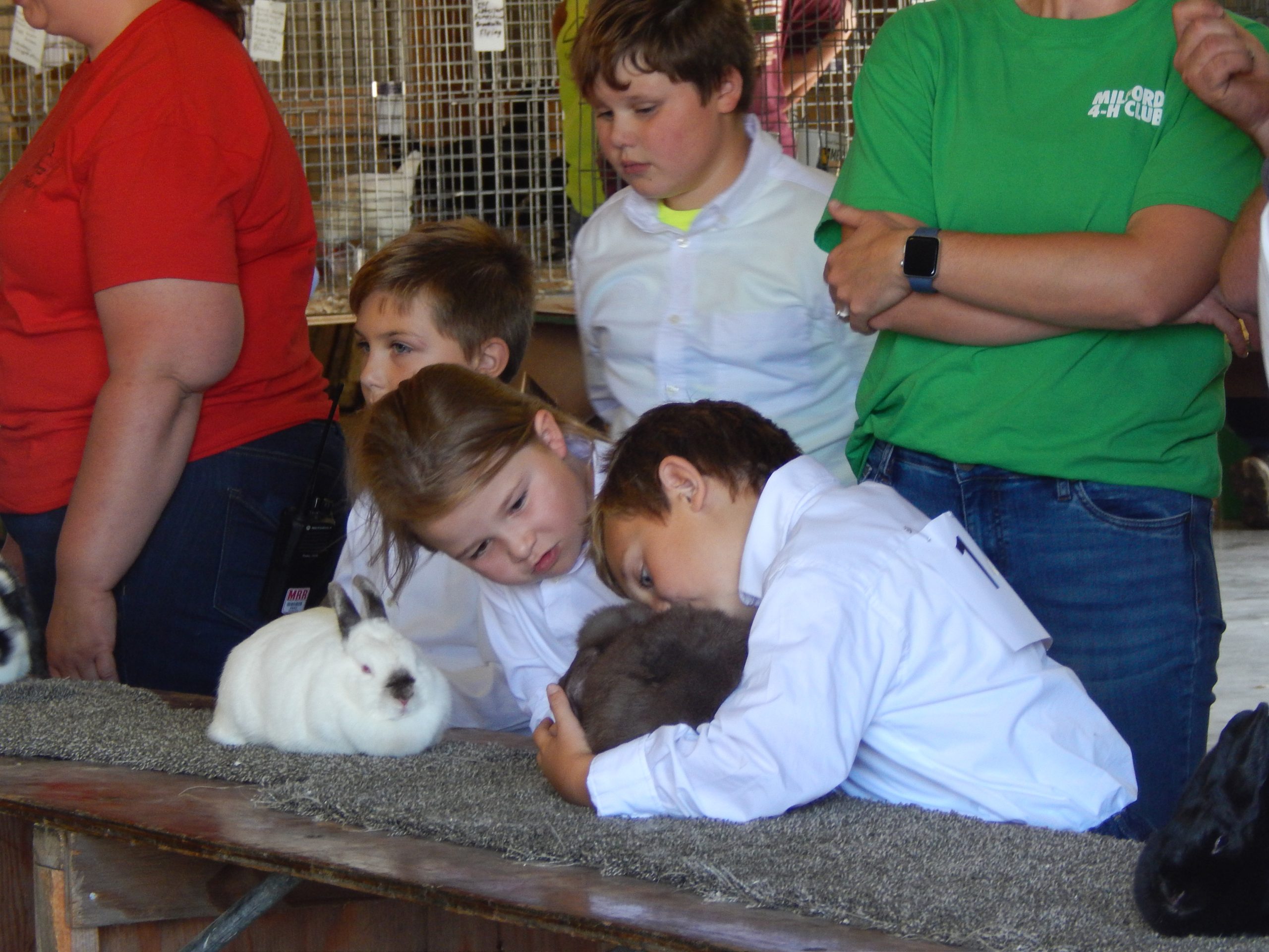 Steffl, Nienhaus lead rabbit show | News, Sports, Jobs - The Journal